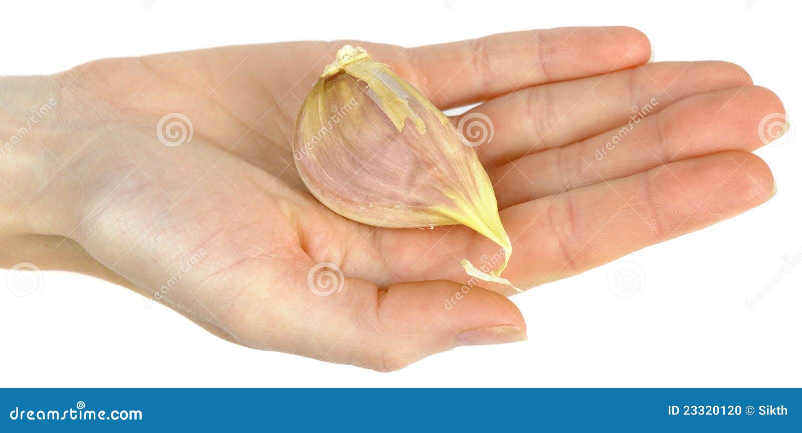 Clove of Garlic in Hand stock photo. Image of eating - 23320120