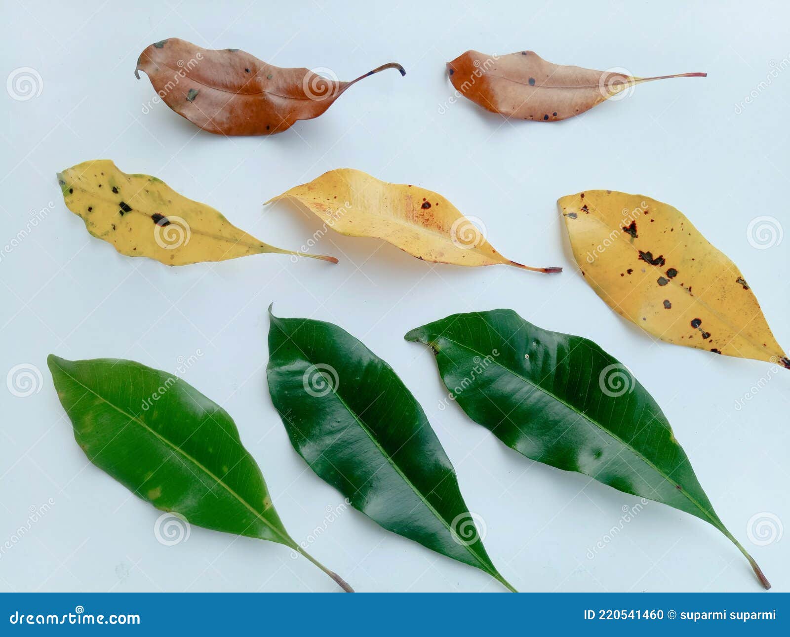 Clove Leaves on a White Background Stock Photo - Image of ...