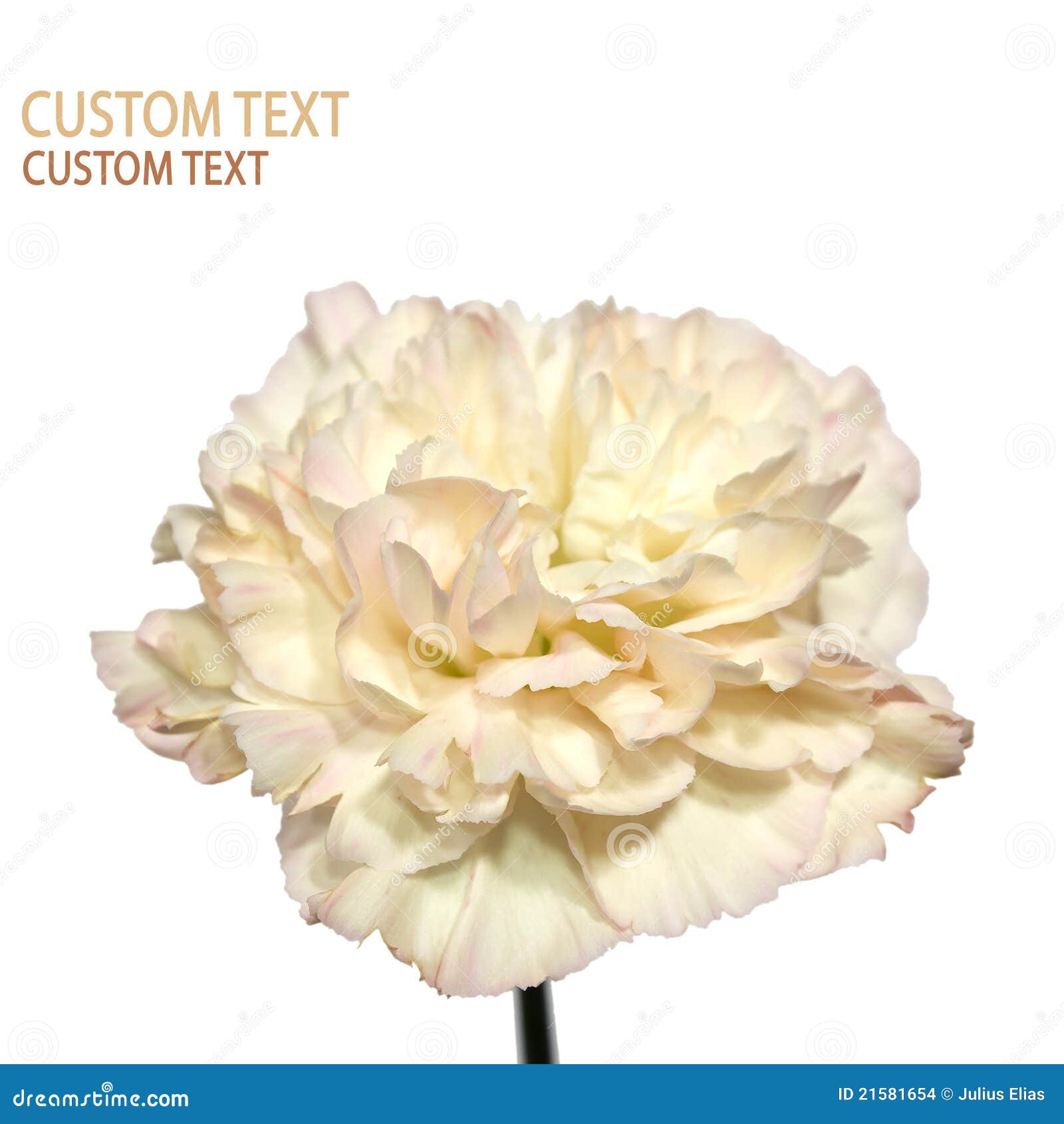 Clove Pink stock photo. Image of abstract, custom, clove - 21581654