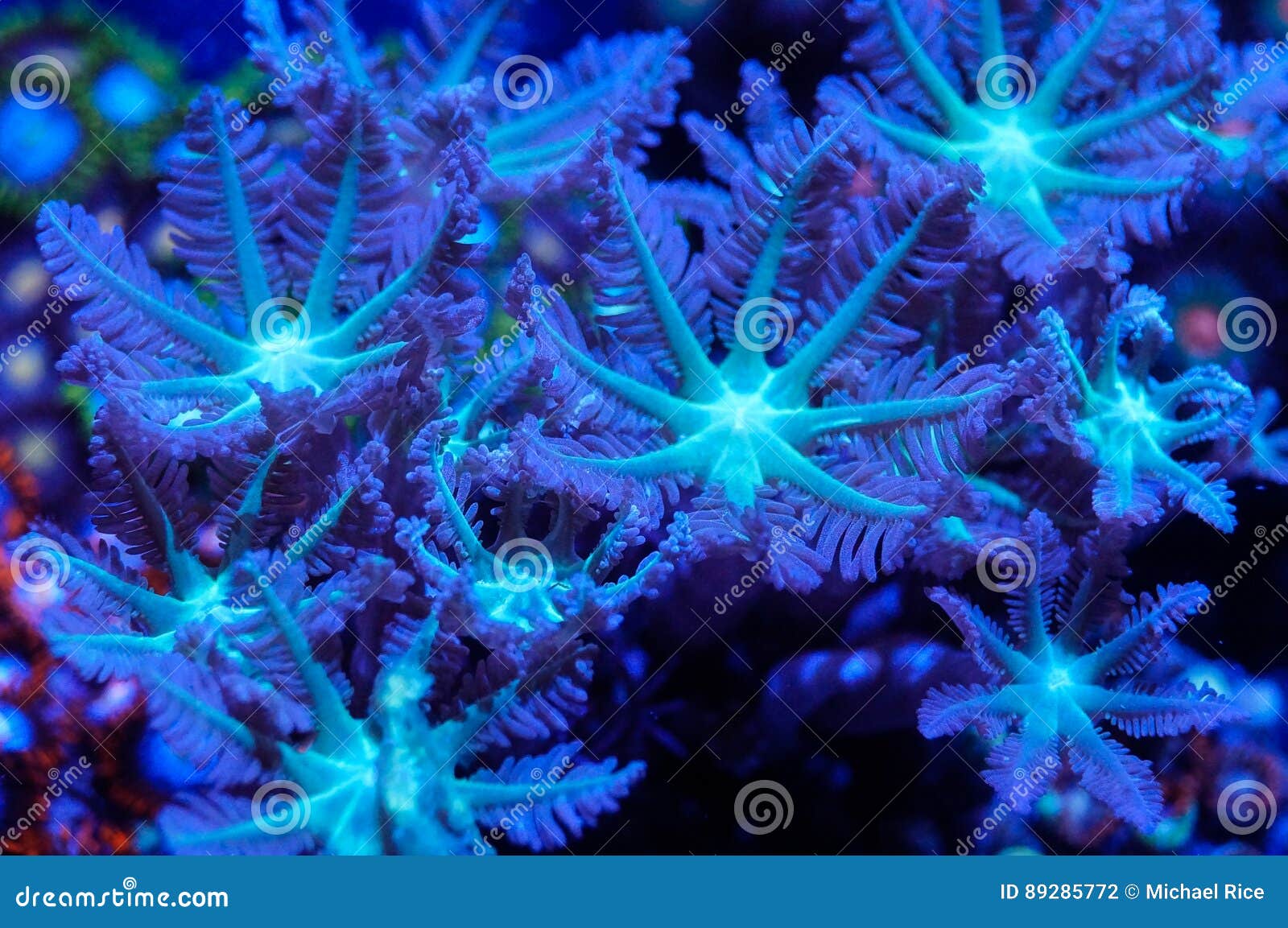 Clove Polyps coral stock photo. Image of seas, clavularia - 89285772