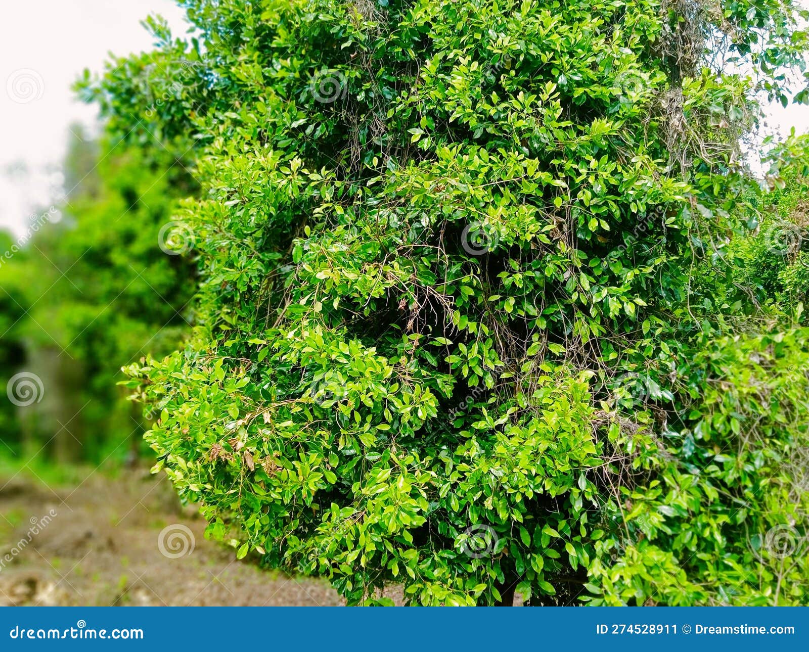 Clove tree stock image. Image of clove, lush, beautiful - 274528911