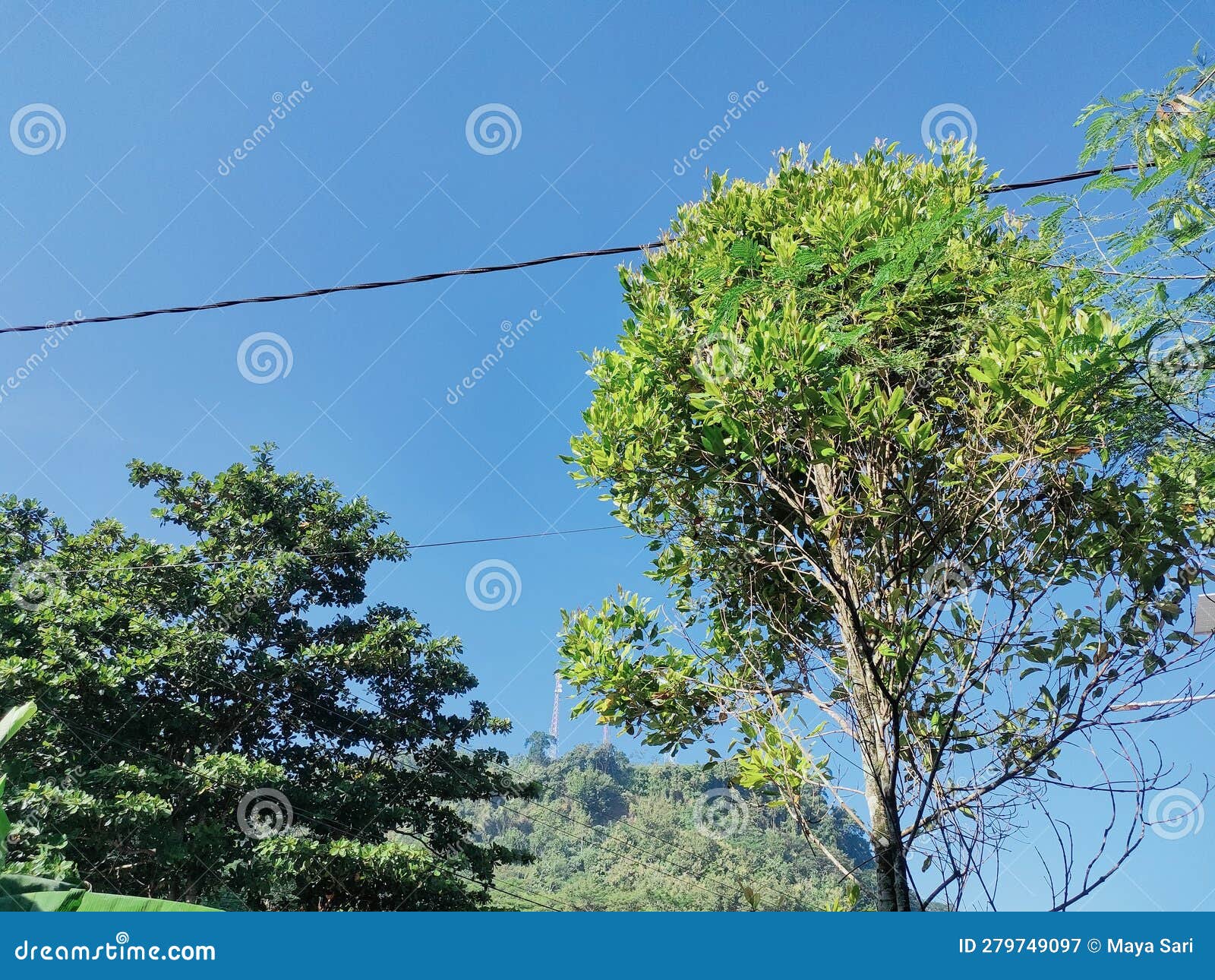 Clove tree stock image. Image of plant, weather, clove - 279749097