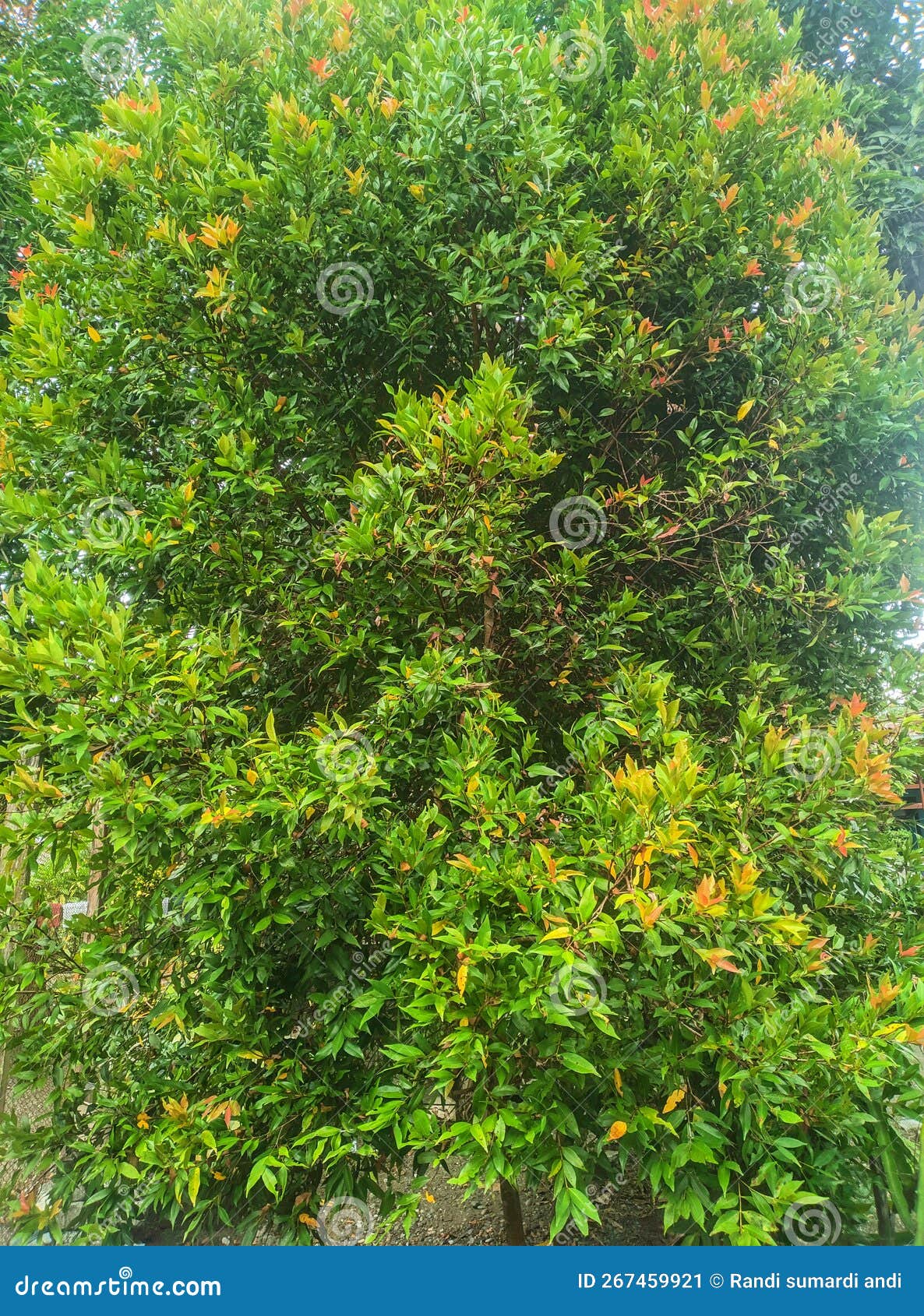 Clove Tree with Green Leaves and Maroon Buds Stock Image - Image of ...