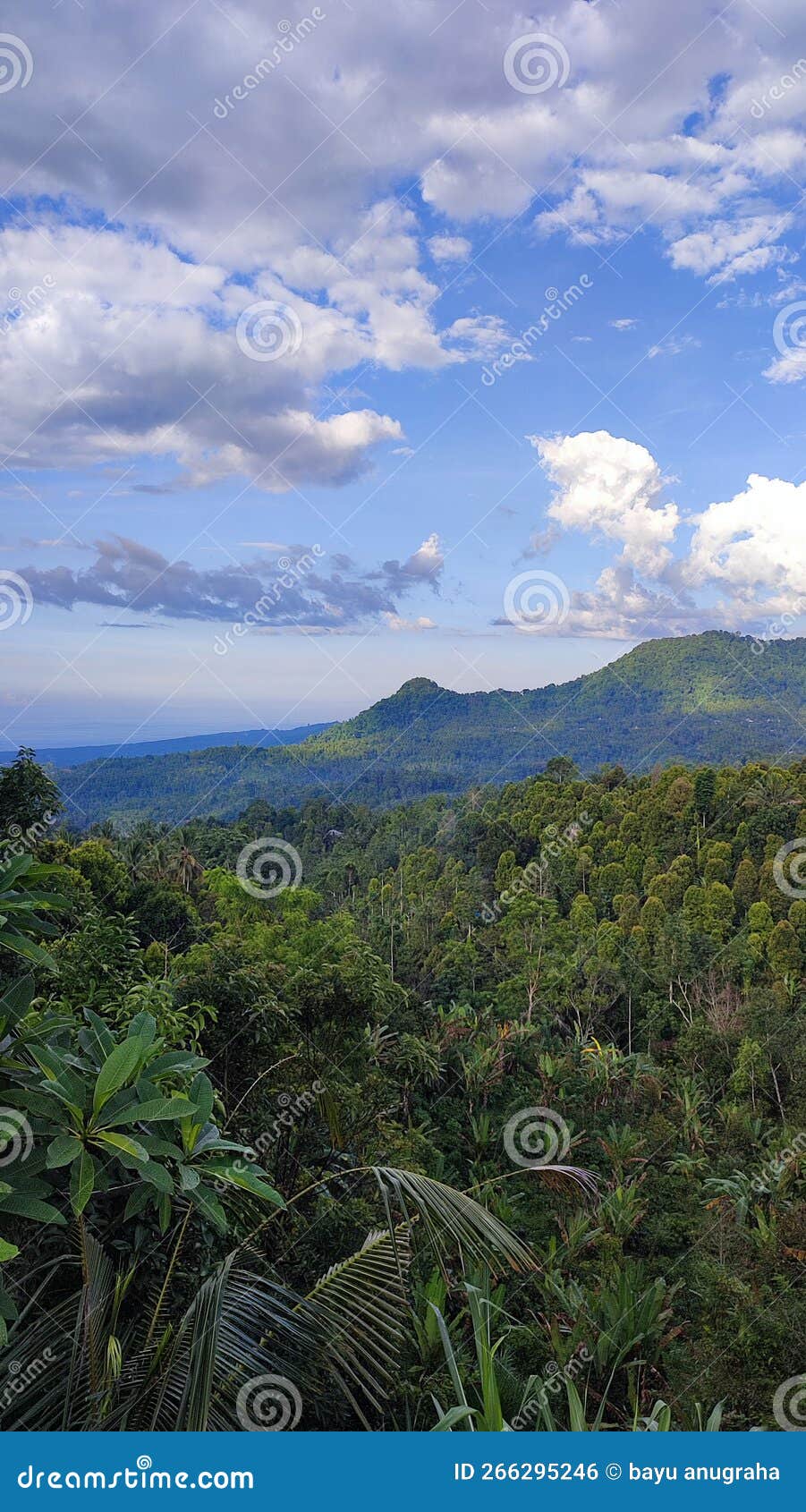 Clove tree on plantation stock photo. Image of bali - 266295246
