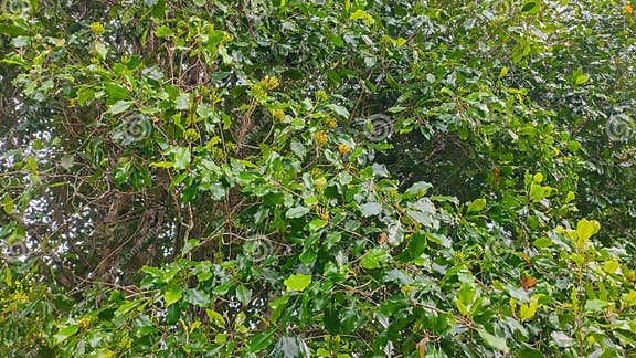 The Clove Tree is in the Process of Bearing Fruit Stock Photo - Image ...