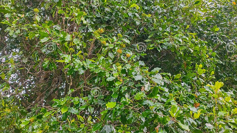 The Clove Tree is in the Process of Bearing Fruit Stock Photo - Image ...