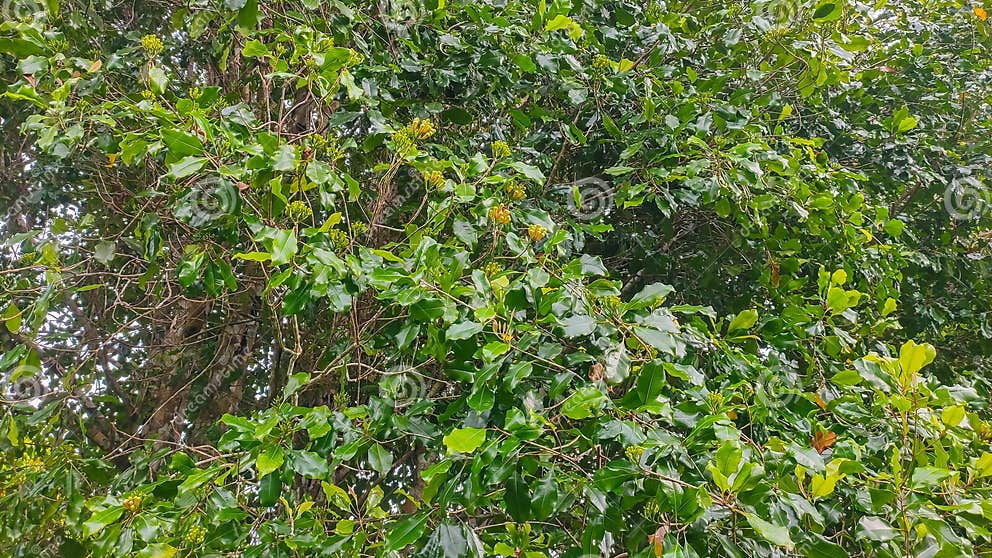 The Clove Tree is in the Process of Bearing Fruit Stock Photo - Image ...