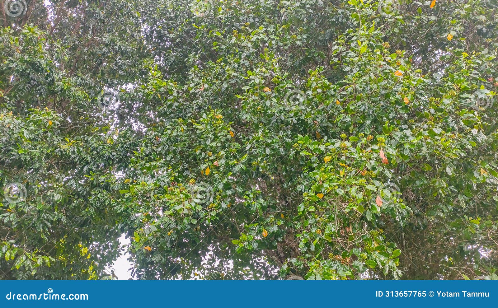 The Clove Tree is in the Process of Bearing Fruit Stock Image - Image ...