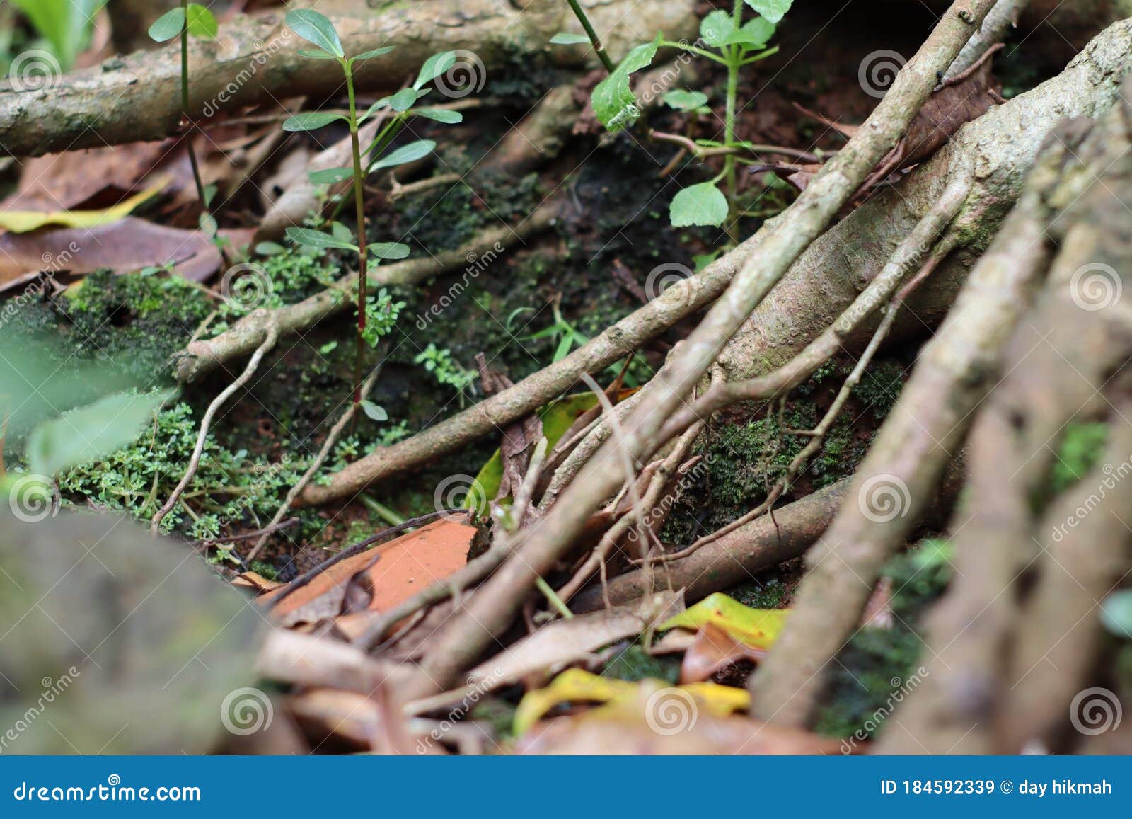 Clove tree roots stock image. Image of woodland, jungle - 184592339