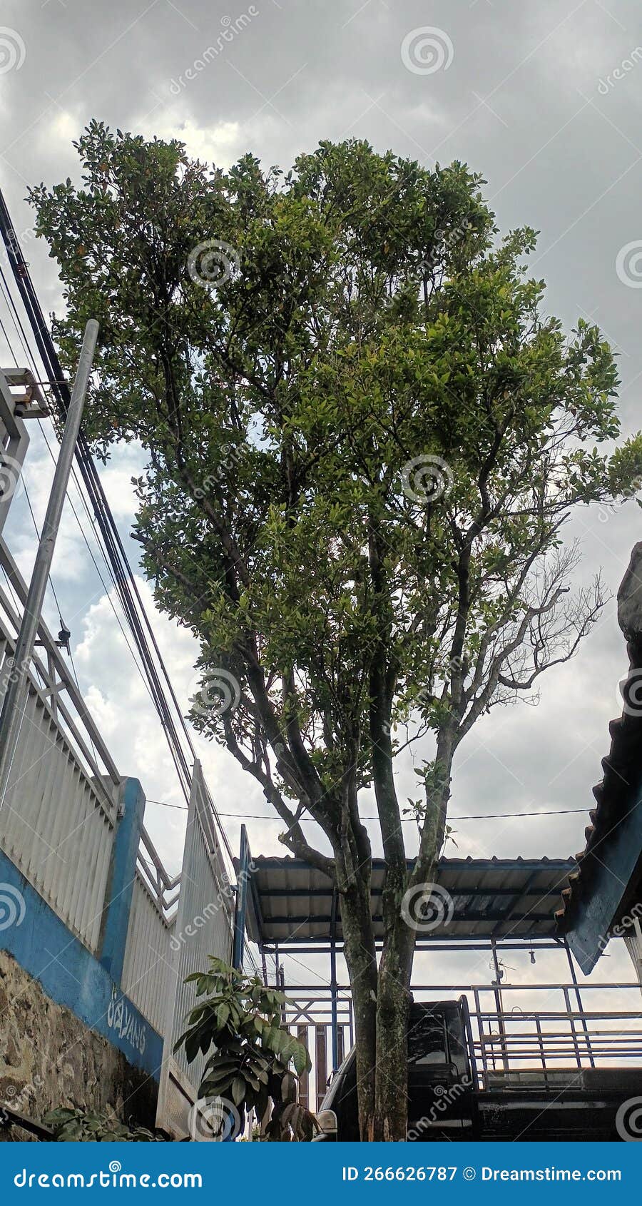 Clove tree stock image. Image of clove, snow, yard, treeclove - 266626787