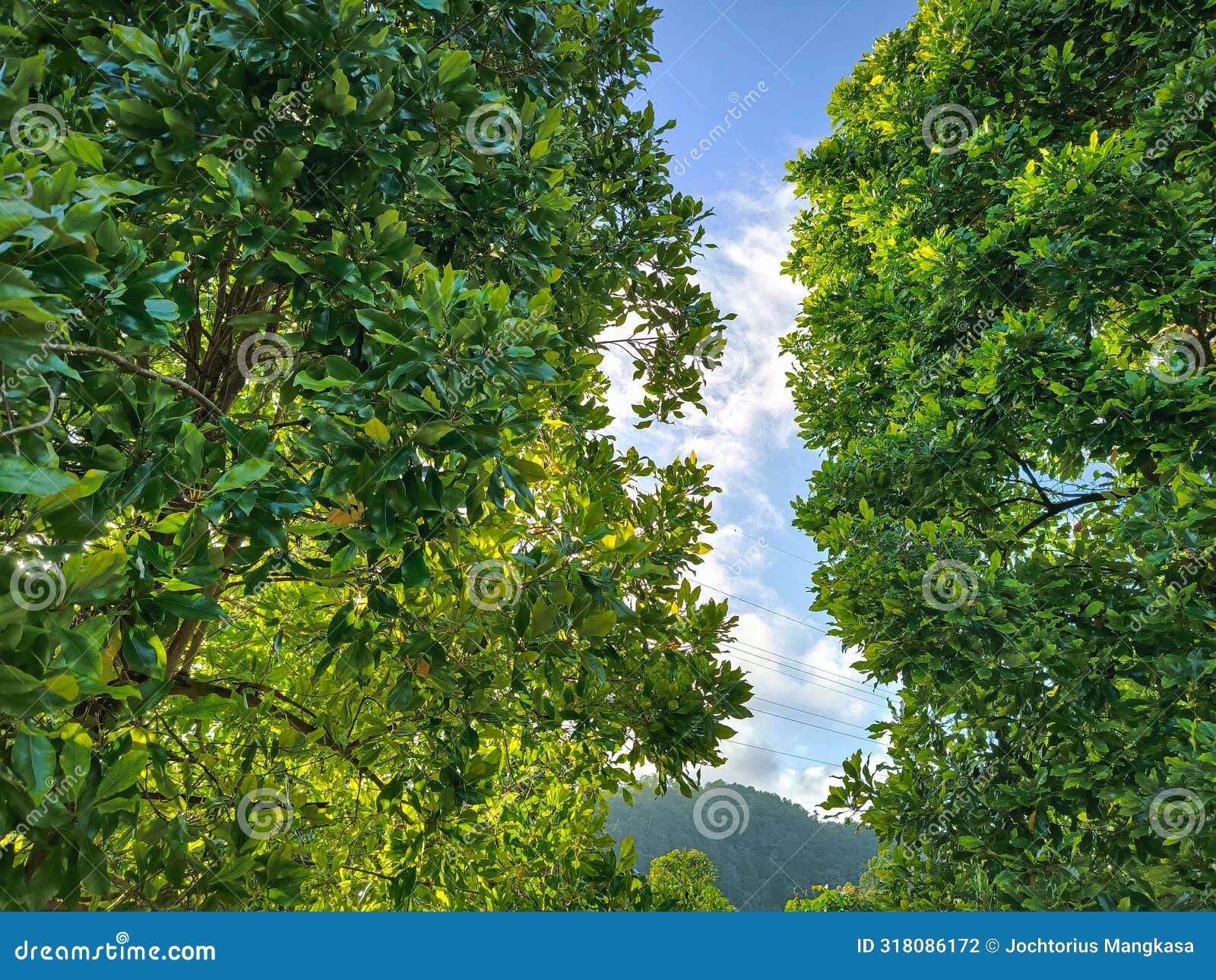 Clove Trees with Clouds and Blue Sky Stock Photo - Image of woodland ...