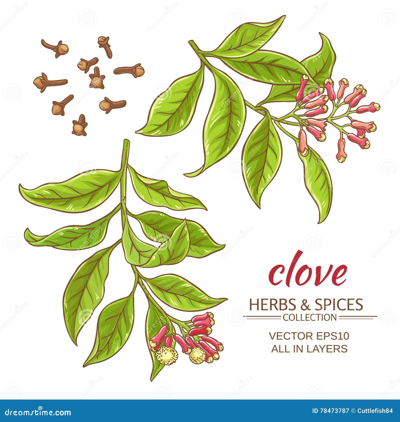Clove vector set stock vector. Illustration of alternative - 78473787