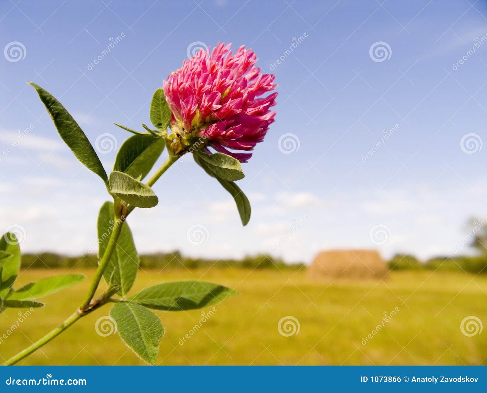 Clover stock photo. Image of beautiful, clover, bloom - 1073866