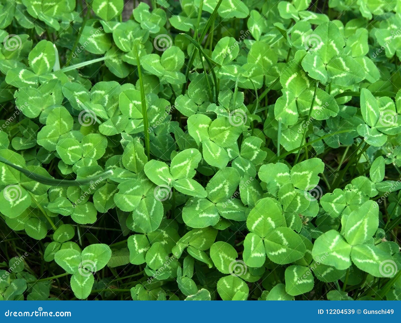 Clover stock image. Image of beauty, spring, environment - 12204539