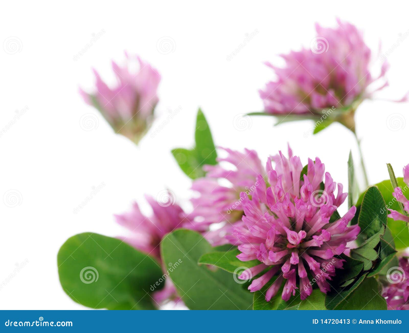 Clover stock image. Image of beautiful, flower, freshness - 14720413