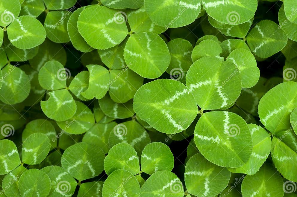 Clover stock image. Image of botany, color, ireland, cleanse - 15020541