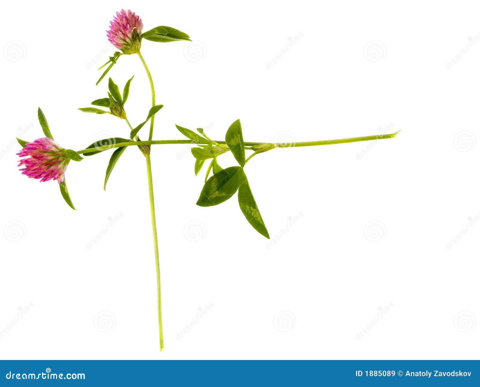Double Clover Love Stock Photos - Free & Royalty-Free Stock Photos from ...