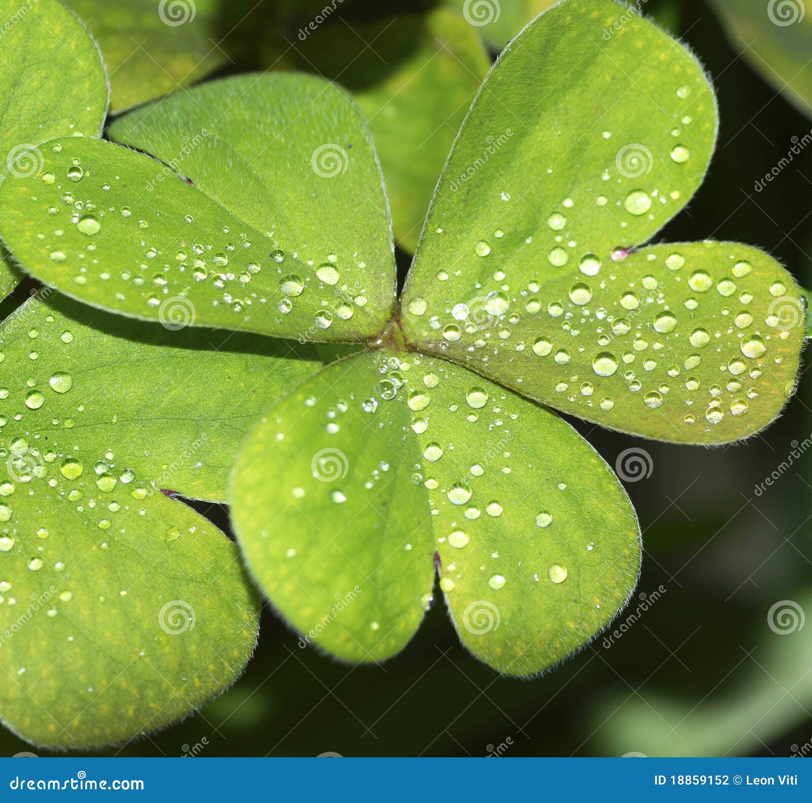 Clover stock photo. Image of closeup, leaf, plant, spring - 18859152