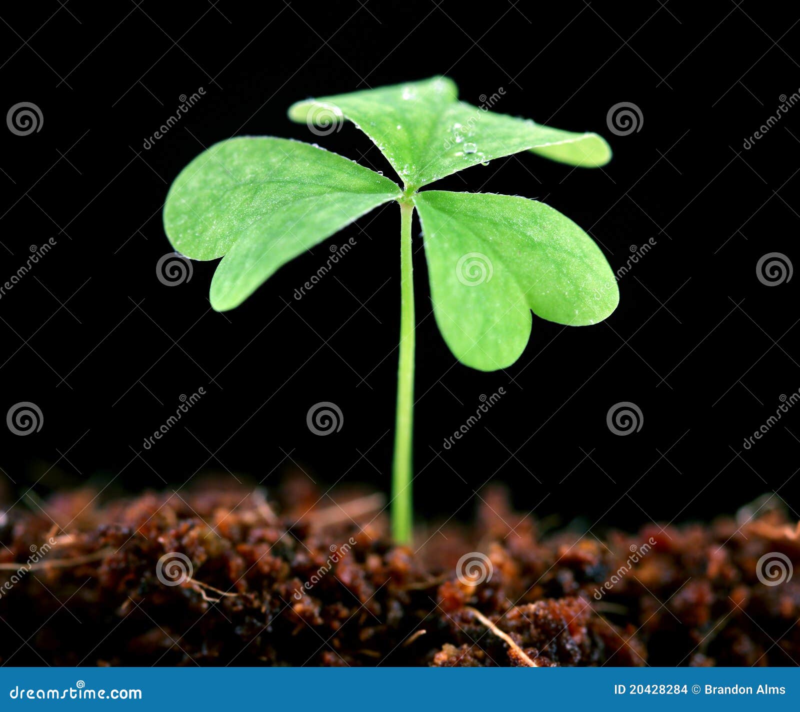 Clover stock photo. Image of agriculture, leaf, dirt - 20428284