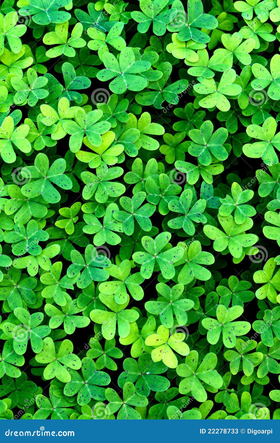 Clover stock image. Image of spring, luck, grow, fortune - 22278733