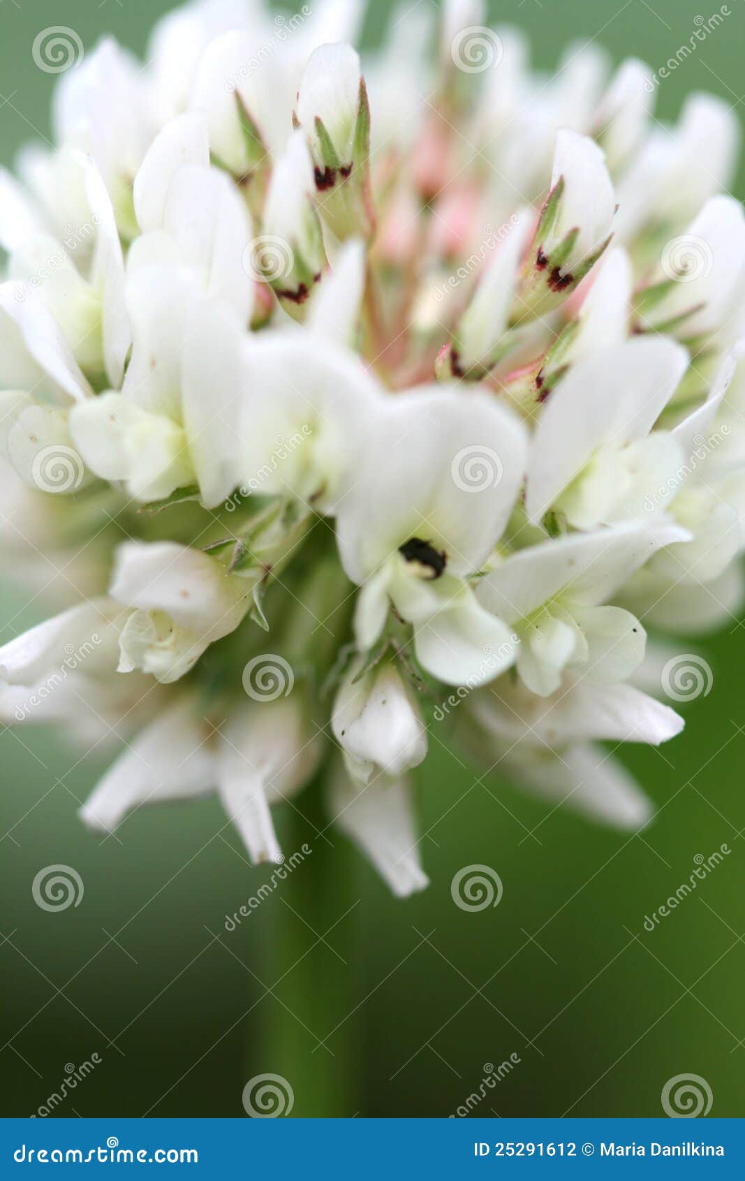 Clover stock photo. Image of color, flowering, flowerstem - 25291612