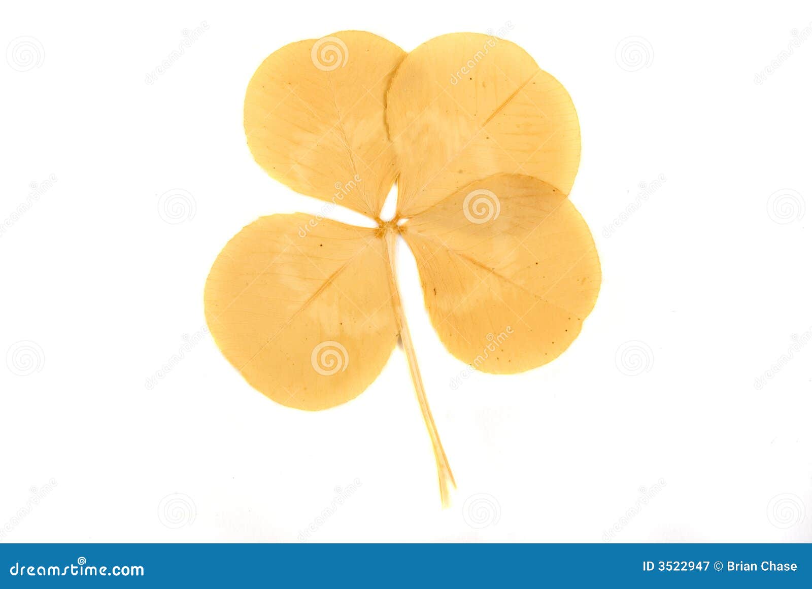 Clover stock image. Image of dried, grass, clover, shamrock - 3522947