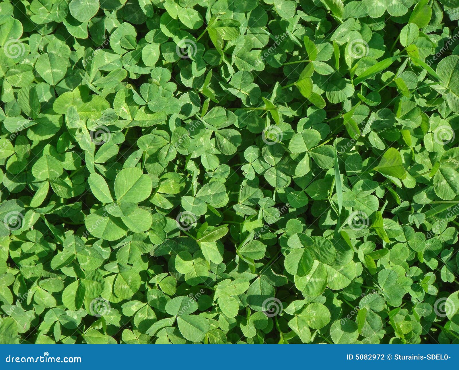 Clover stock photo. Image of green, background, clover - 5082972