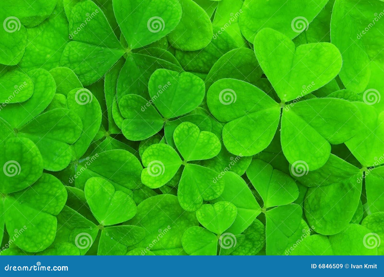 Clover stock image. Image of celebration, holiday, culture - 6846509