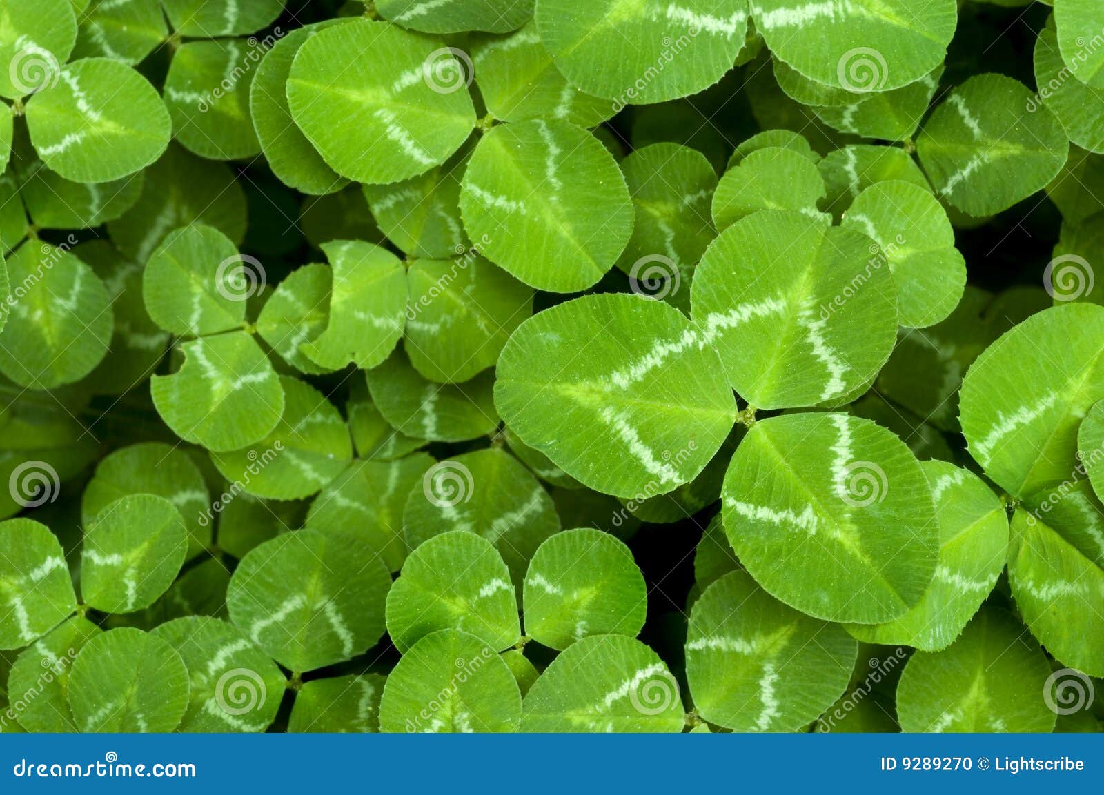 Clover stock photo. Image of ireland, botany, ground, cover - 9289270