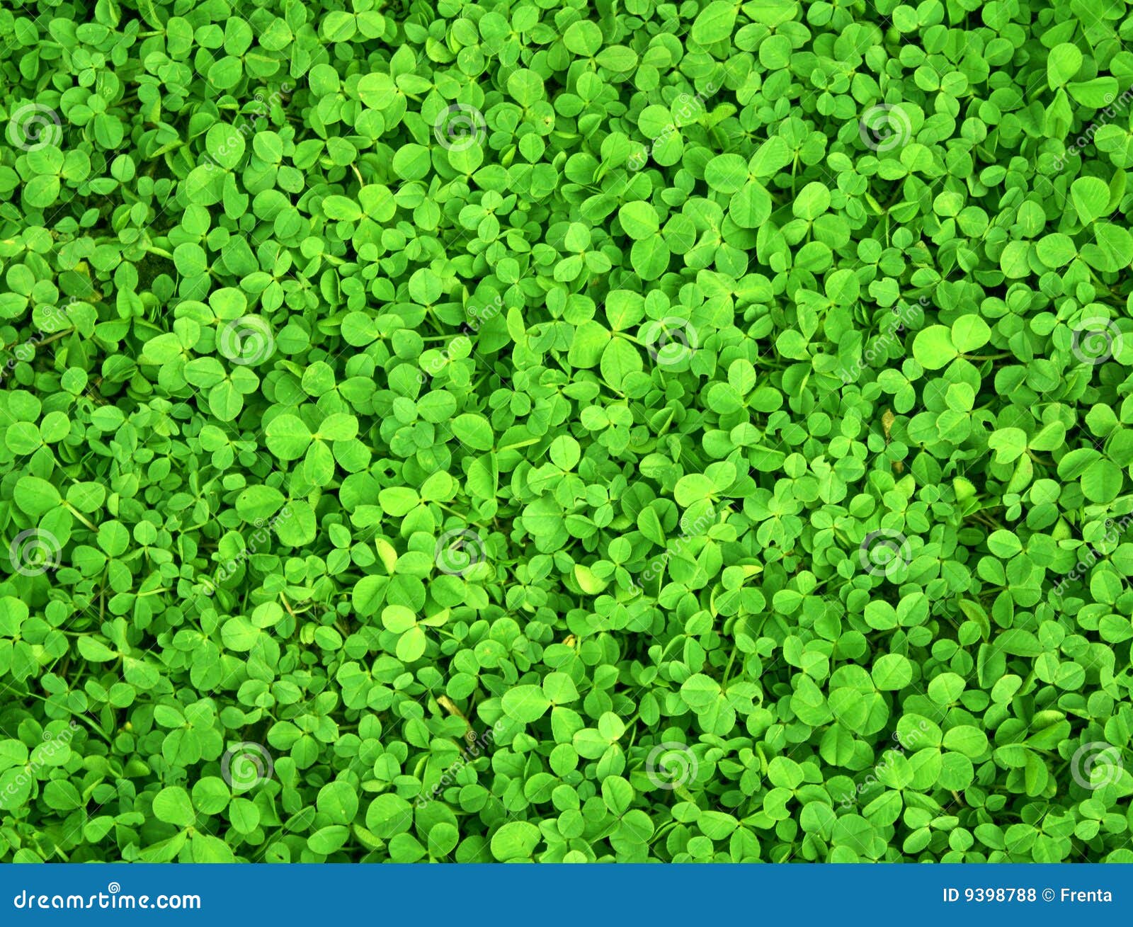 Clover stock photo. Image of outdoor, green, nature, vitality - 9398788