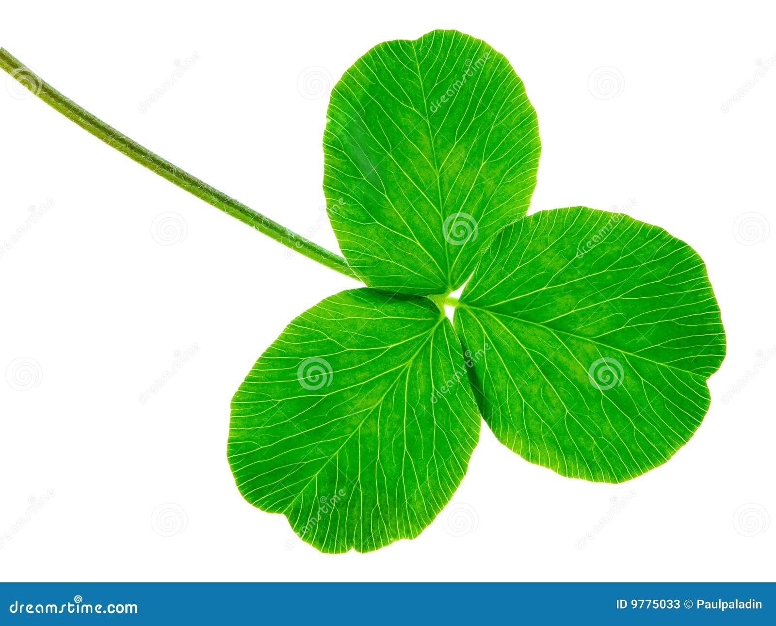Clover stock image. Image of march, trefoil, nature, floral - 9775033