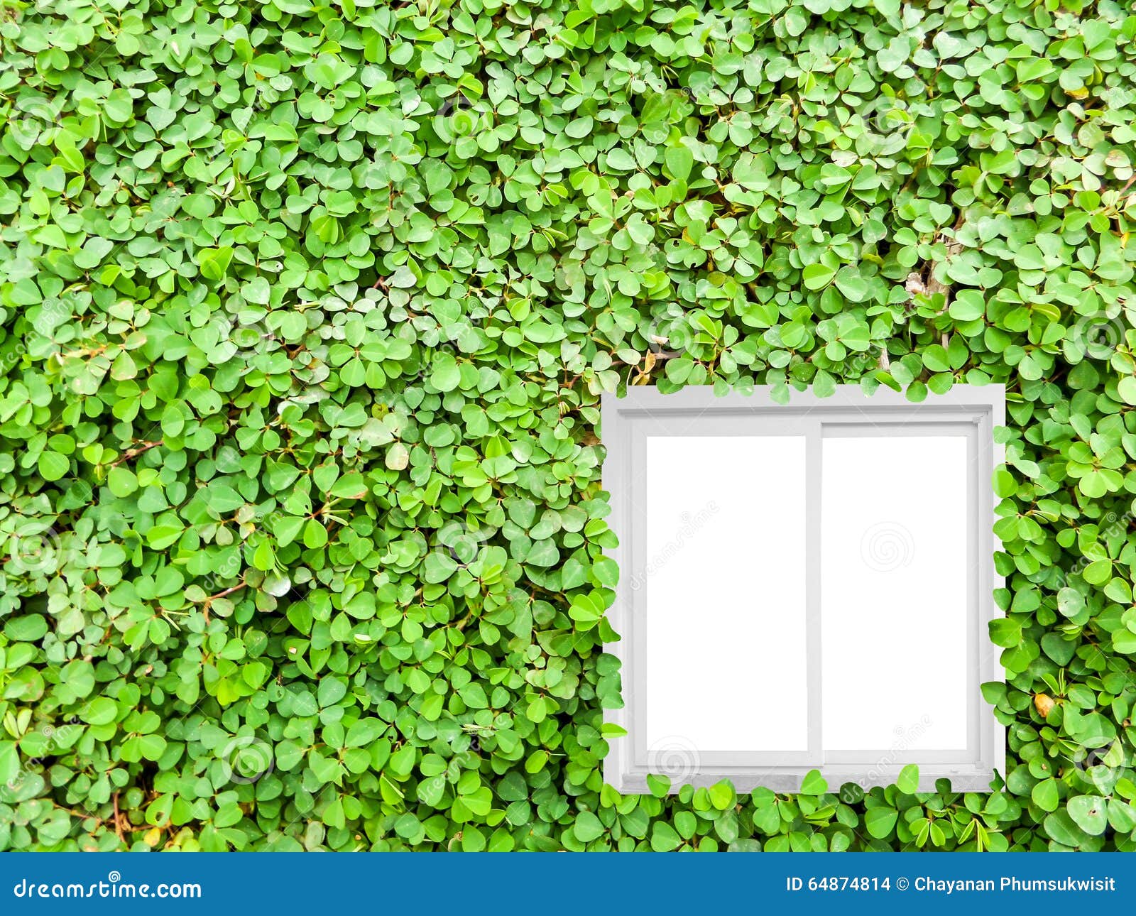 Clover Background in the Garden Stock Photo - Image of environment ...