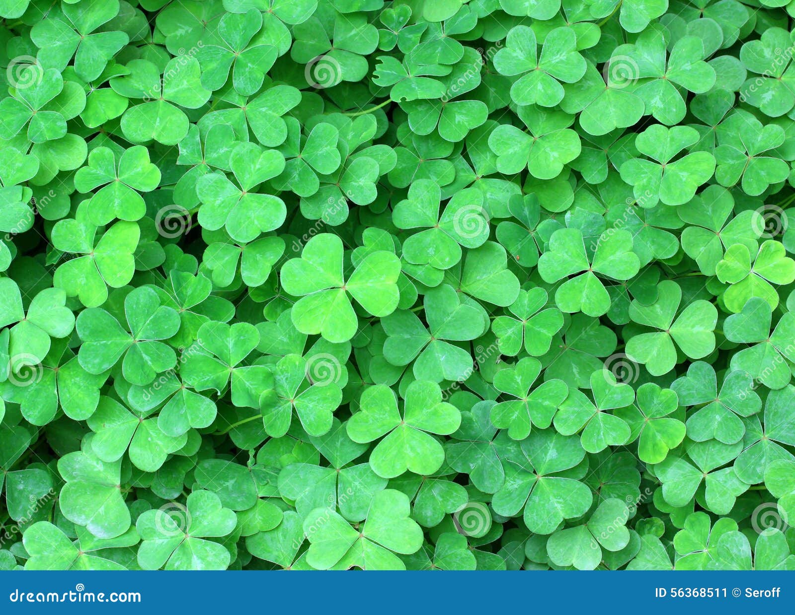Clover background stock image. Image of beauty, fortune - 56368511