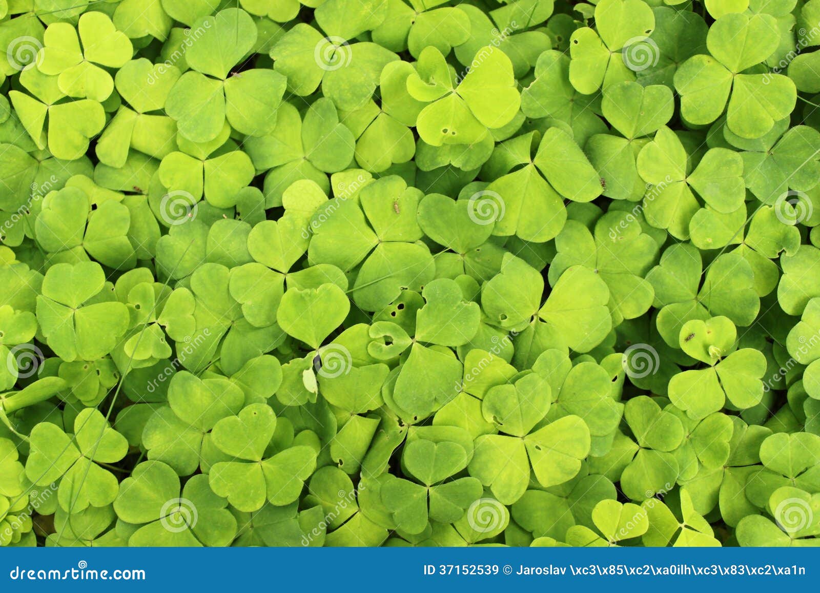 Clover background stock image. Image of forest, holiday - 37152539