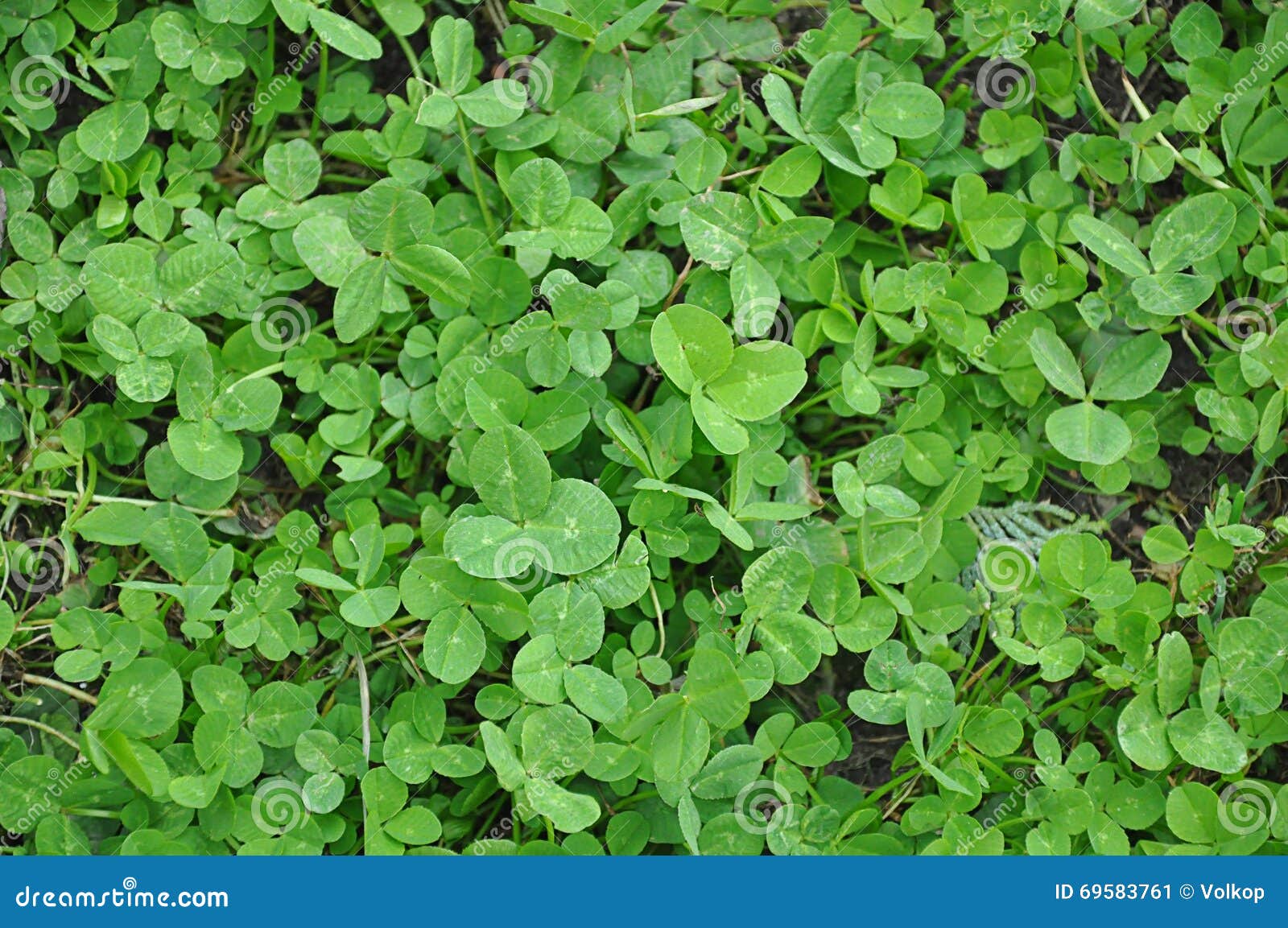 Clover background stock image. Image of drops, blue, activity - 69583761