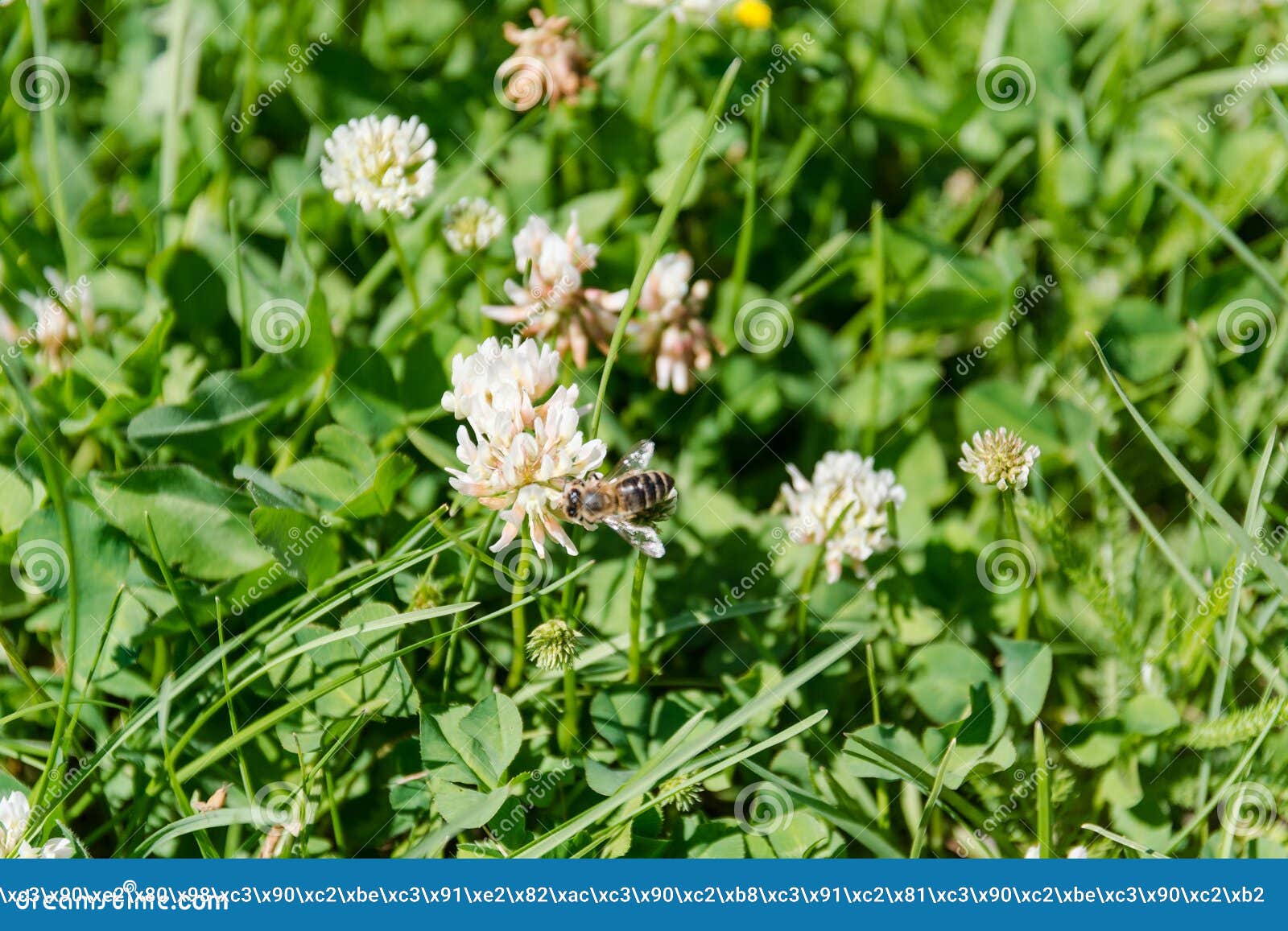 Clover with a Bee. White Clover Stock Image - Image of blossom, close ...