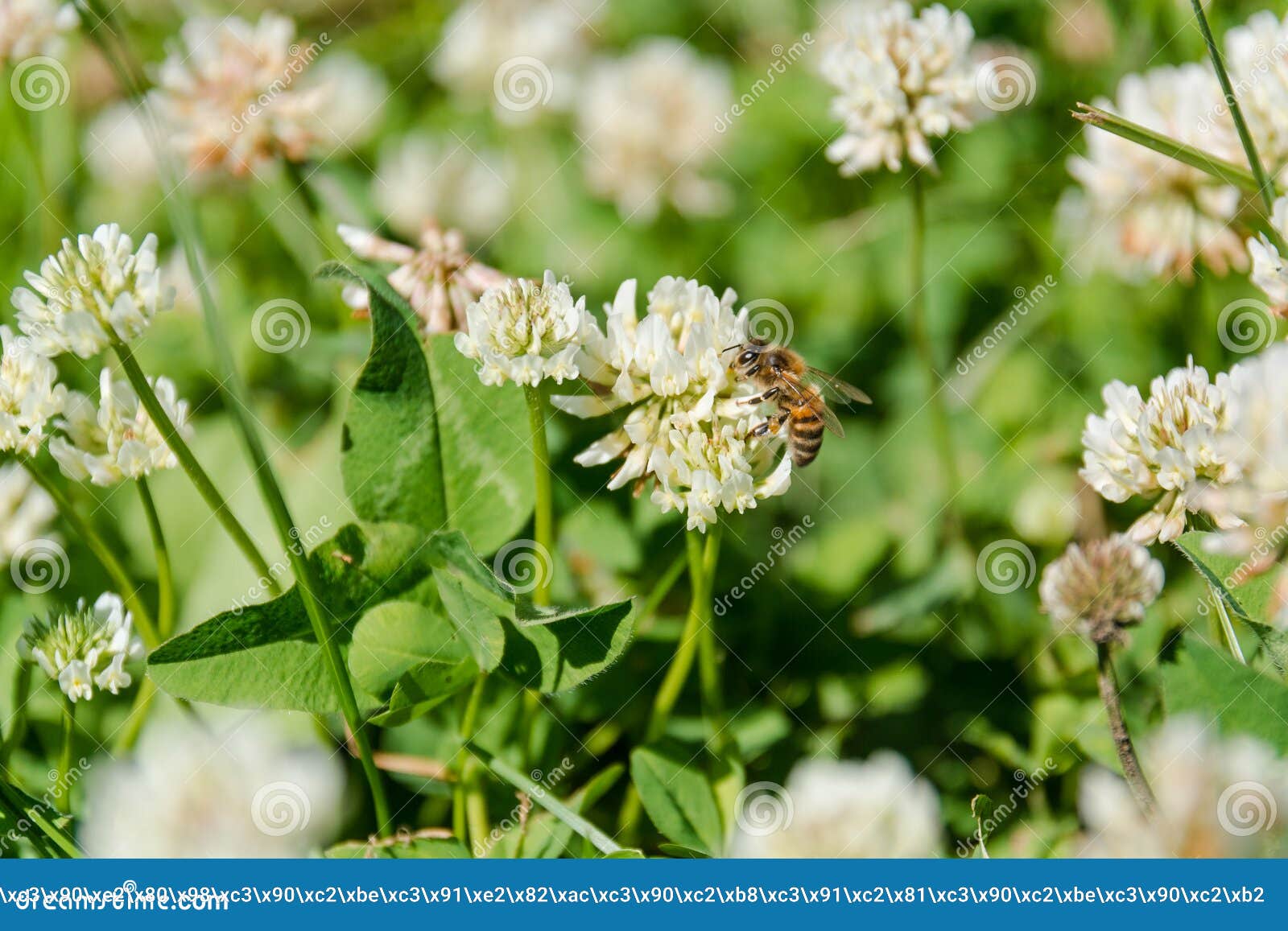 Clover with a Bee. White Clover Stock Photo - Image of botany, honeybee ...