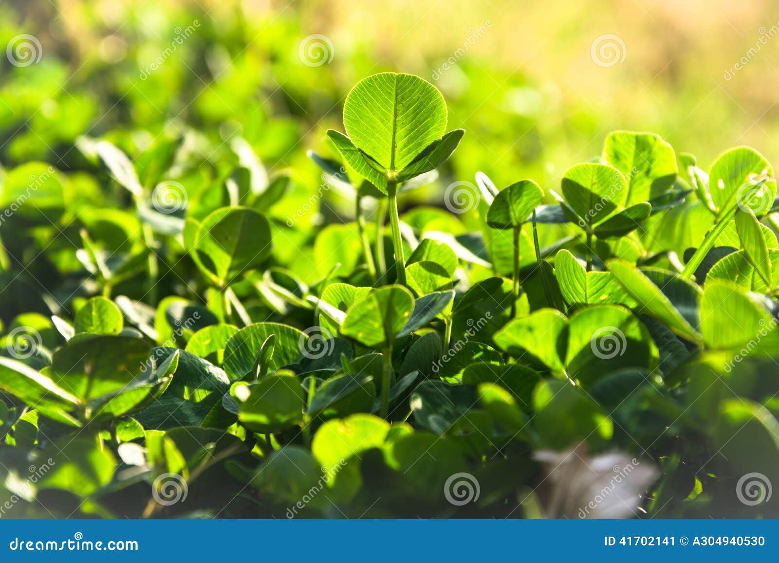 Clover stock image. Image of quiet, form, encounter, sunshinning - 41702141