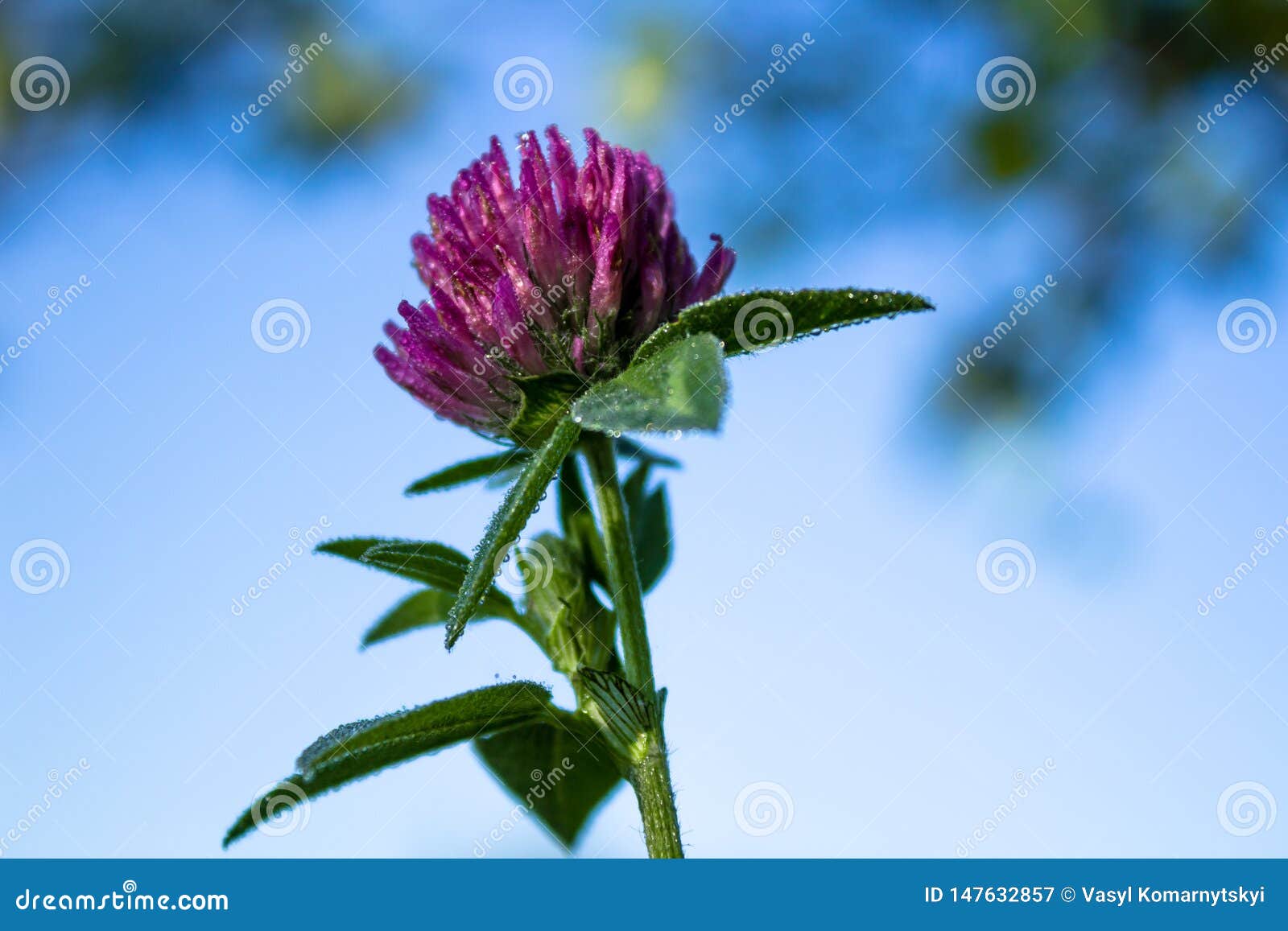 Red clover stock image. Image of plant, meadow, spring - 147632857