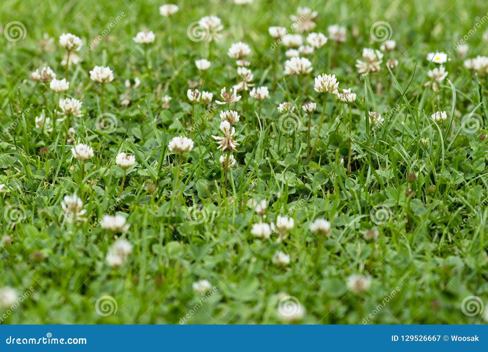 Clover in bloom stock image. Image of nature, growth - 129526667
