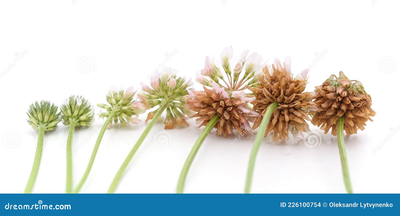 Clover Blossom at Different Stages of Development Stock Photo - Image ...