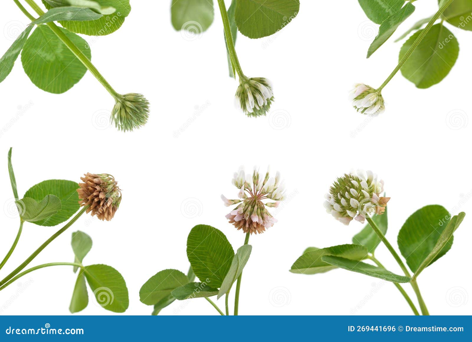 Clover Blossom at Different Stages of Development Stock Photo - Image ...