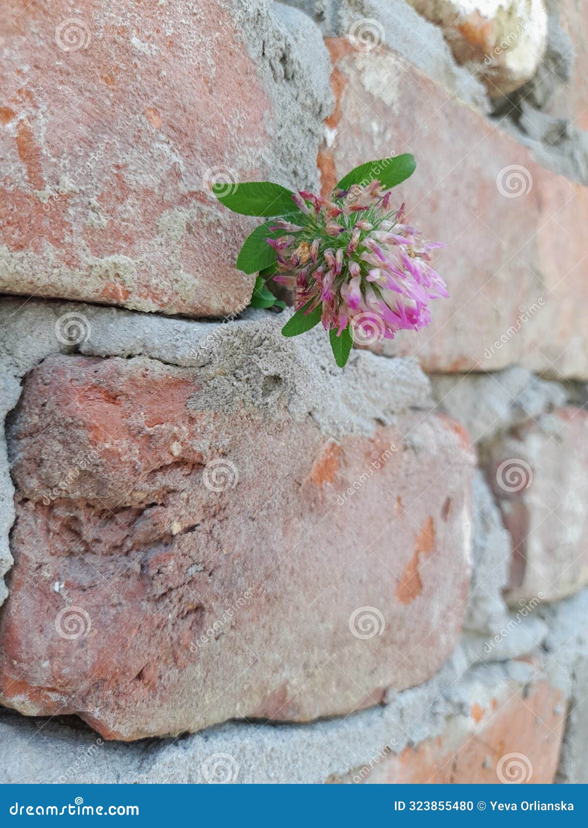 Clover in the Brick Wall stock photo. Image of wall - 323855480