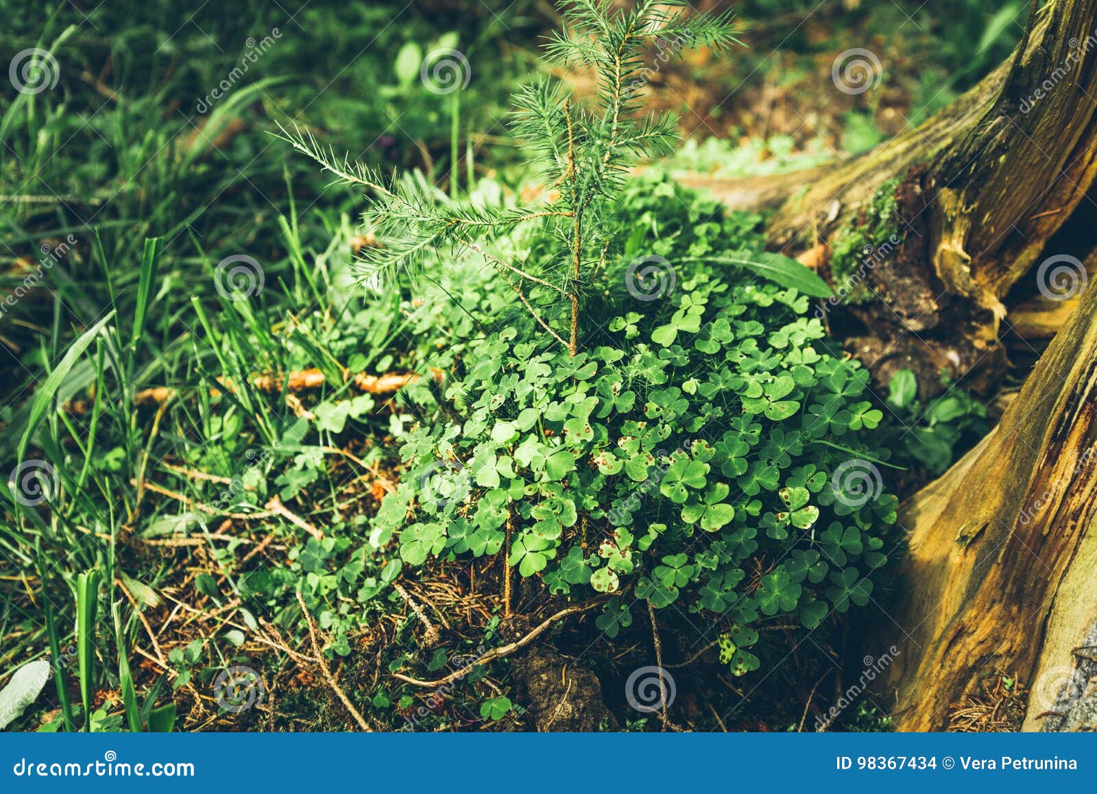 Clover bush in the forest stock photo. Image of ireland - 98367434