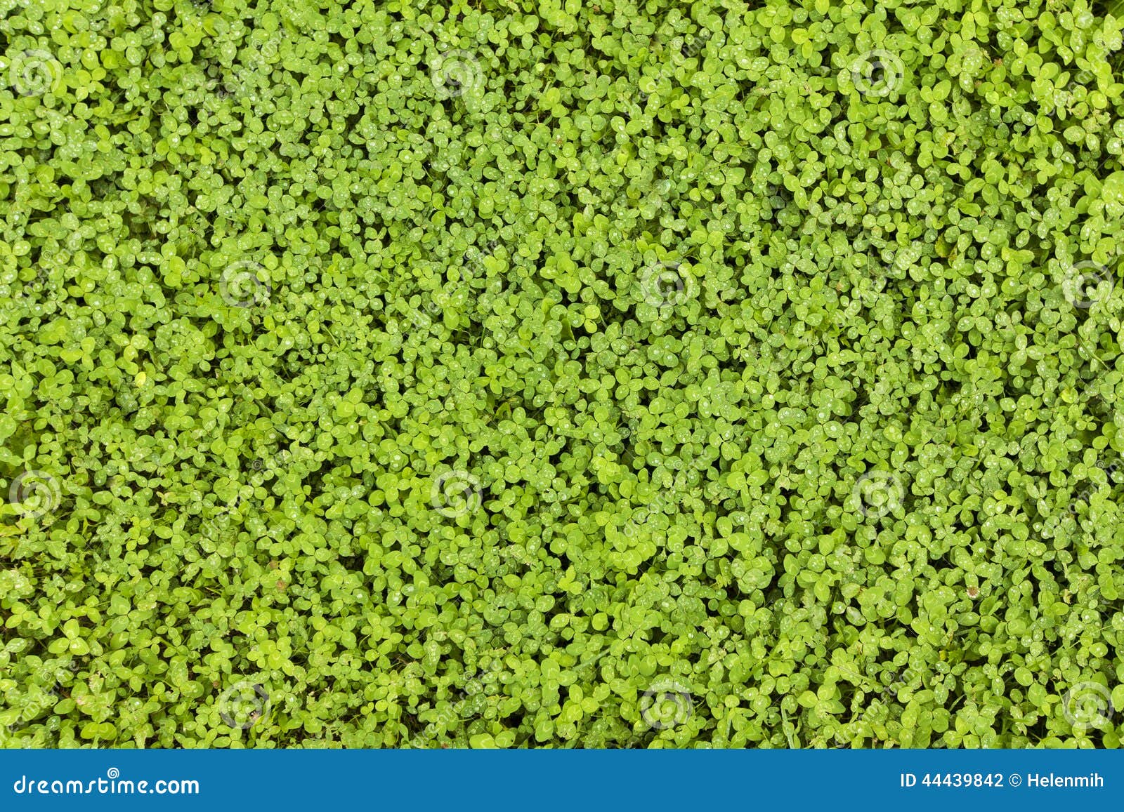 Clover carpet stock photo. Image of meadow, green, natural - 44439842