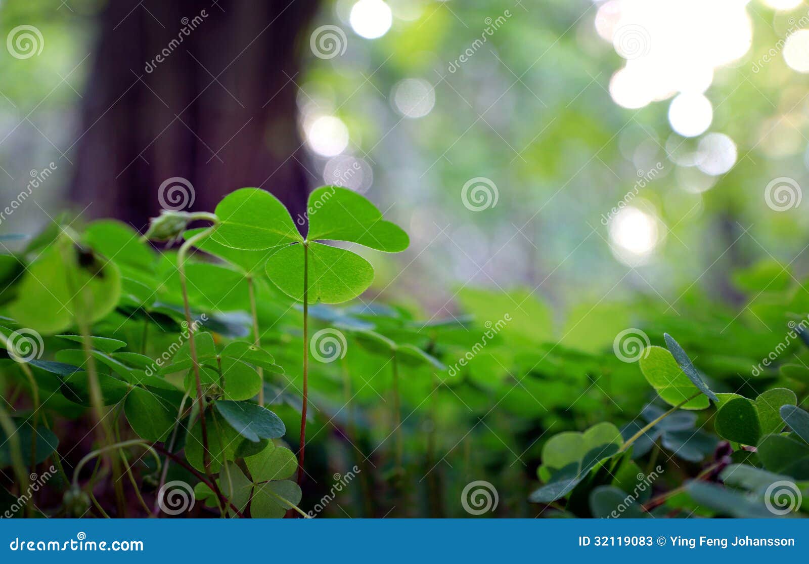 Clover stock image. Image of clover, nature, tree, forest - 32119083