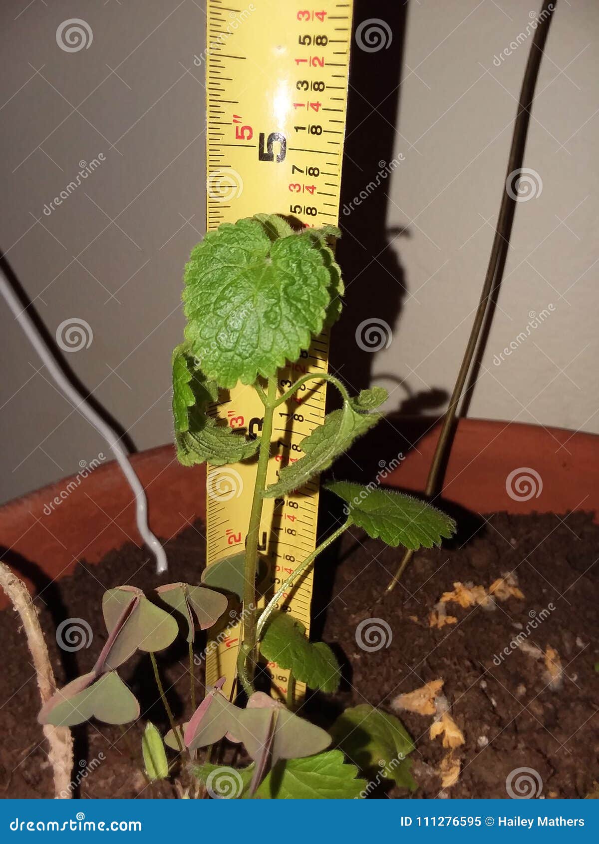 Clover and Cucumber Ruler stock image. Image of ruler - 111276595