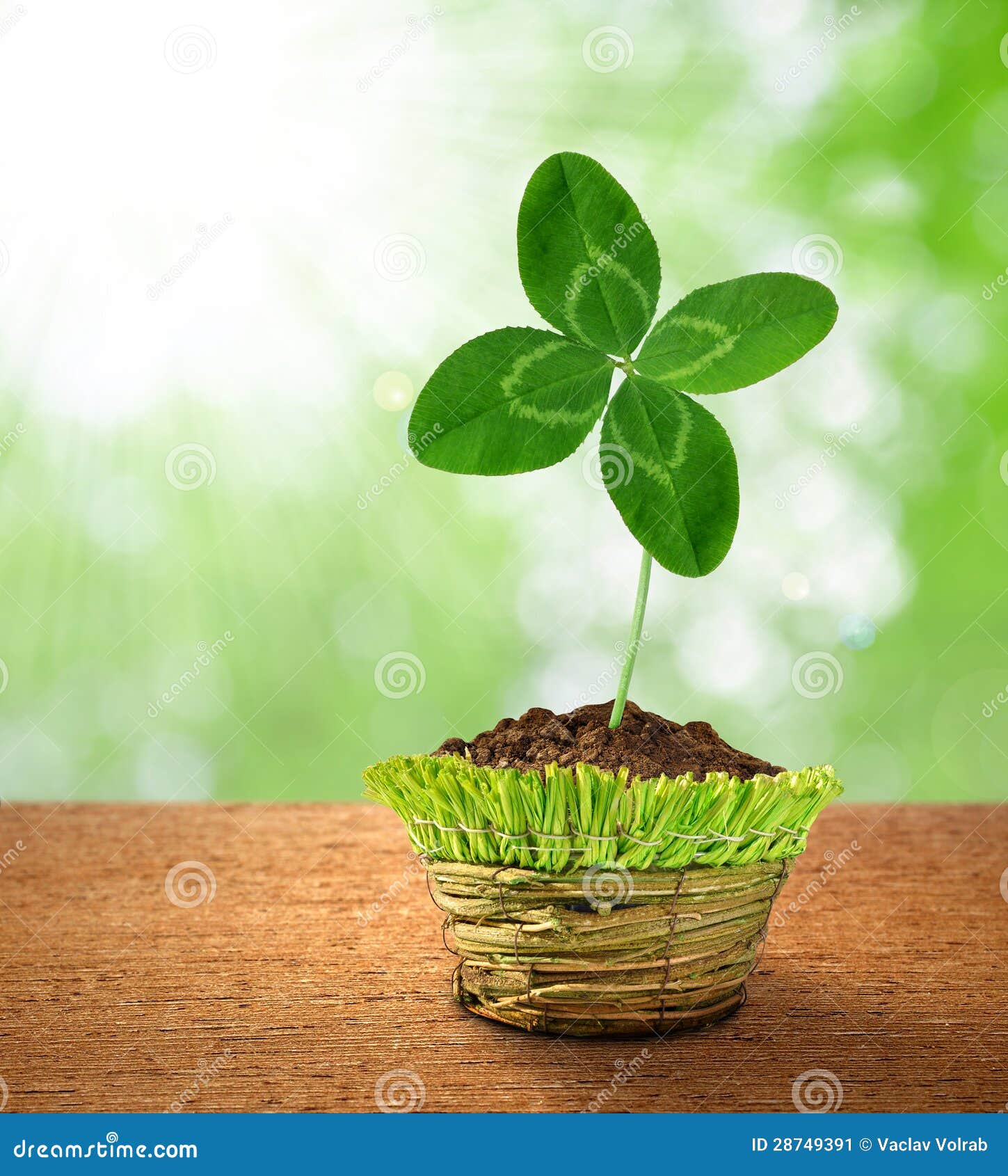 Clover in decorative pot stock image. Image of flora - 28749391
