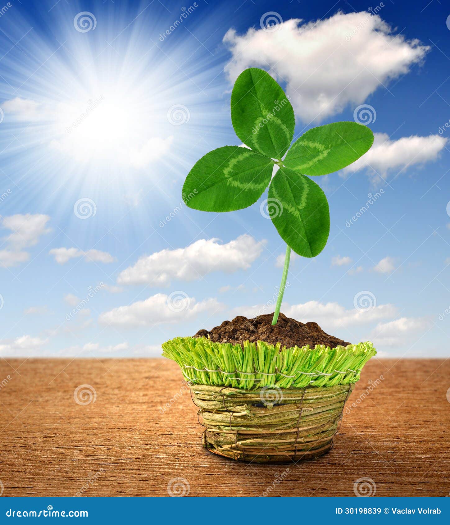 Clover in decorative pot stock image. Image of quarterfoil - 30198839