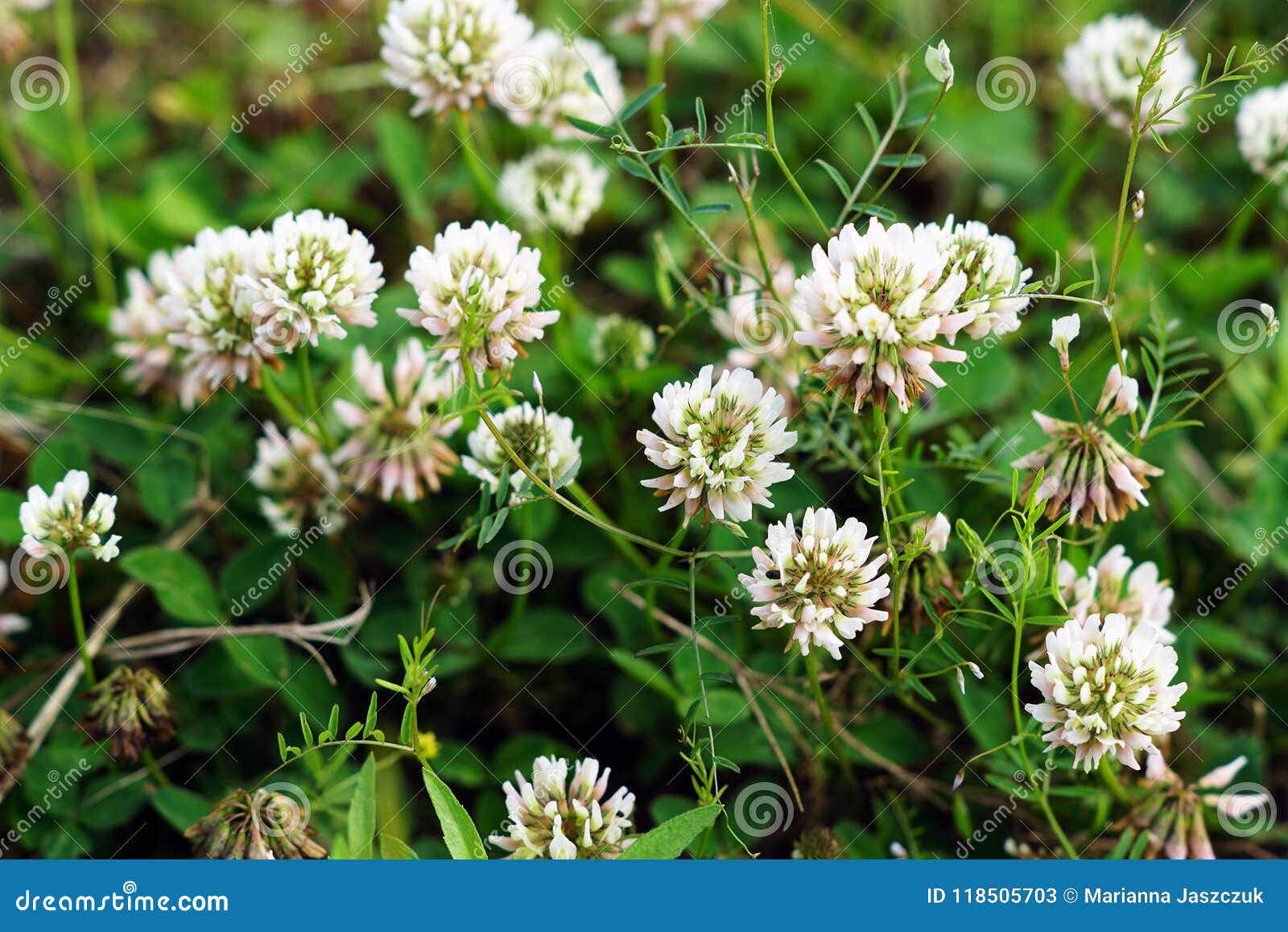 Clover Details. Plants Background, Pattern or Texture. Stock Image ...